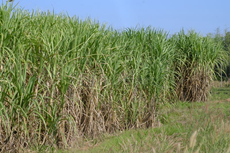 Sugar Cane Field, Sugarcane in the Field Stock Photo - Image of harvest ...