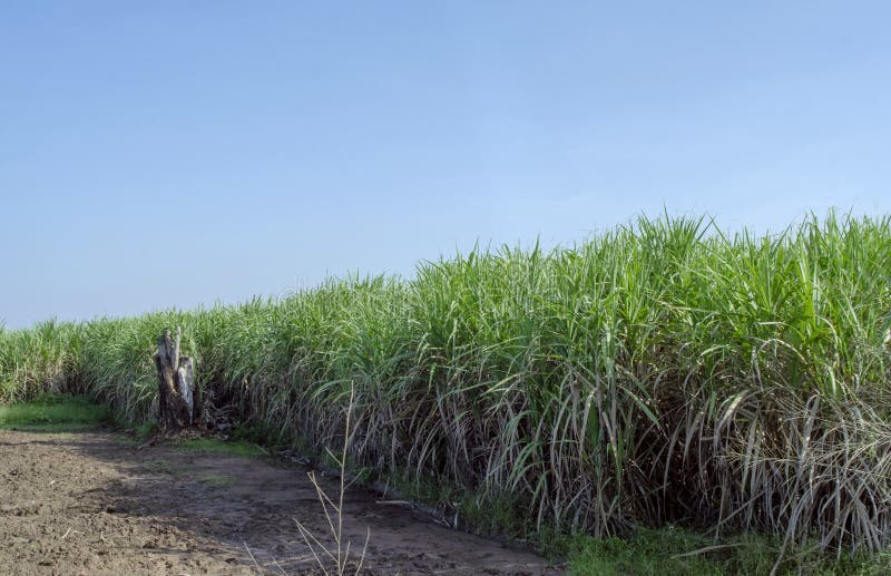 Sugar Cane Field, Sugarcane in the Field with Blue Sky Stock Photo ...