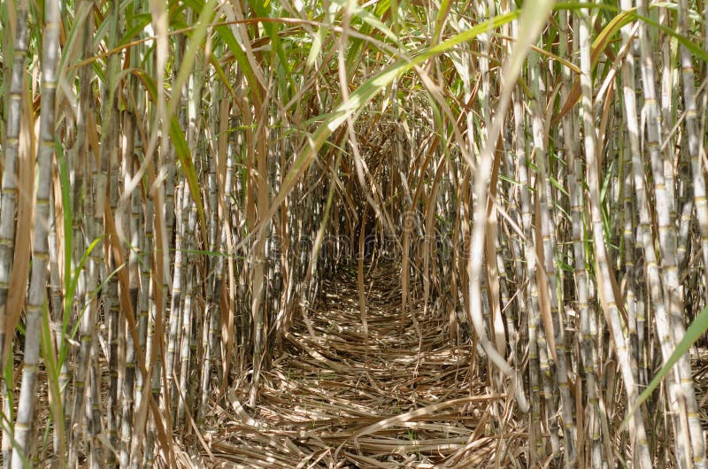 Sugar Cane Field, Sugarcane and Leaves in the Field Stock Photo - Image ...