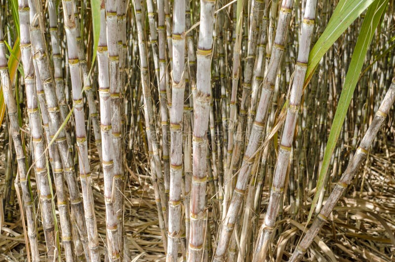 Sugar Cane Field, Sugarcane and Leaves Stock Image - Image of ...