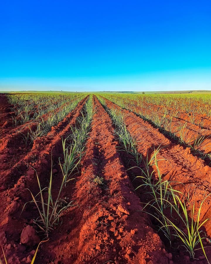 Sugar Cane Field. Sugarcane Plantation in Initial Stage in Sunny Day ...