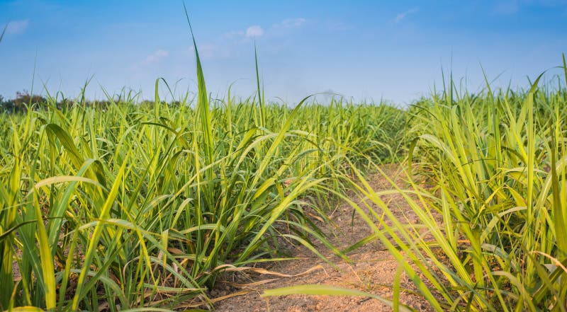 Sugar cane field stock photo. Image of natural, cultivate - 78929172