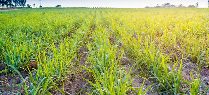 Sugar cane field stock photo. Image of natural, cultivate - 78929172