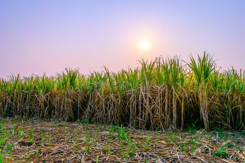Sugar cane field stock photo. Image of sugar, cane, tropical - 93843160