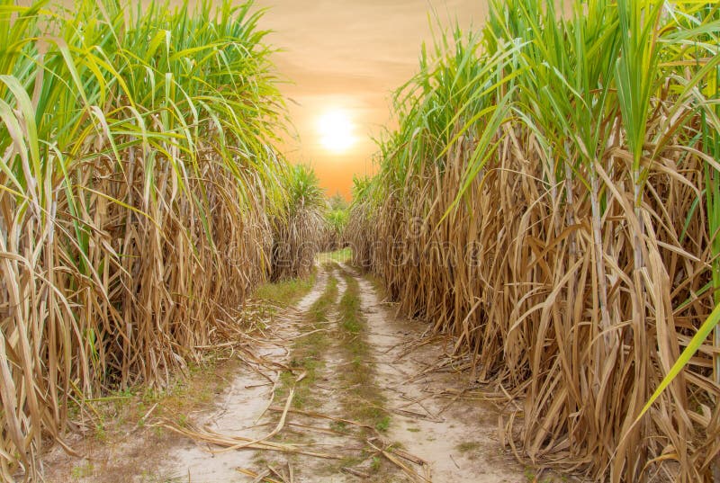 2,271 Sugarcane Beautiful Stock Photos - Free & Royalty-Free Stock ...