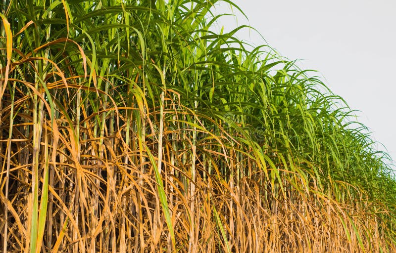 Sugar cane field stock photo. Image of natural, cultivate - 78929172