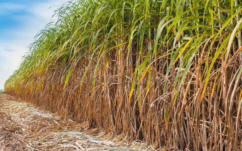 Sugar cane field stock photo. Image of natural, cultivate - 78929172