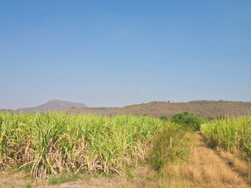 Sugar cane field stock image. Image of natural, growth - 67059761