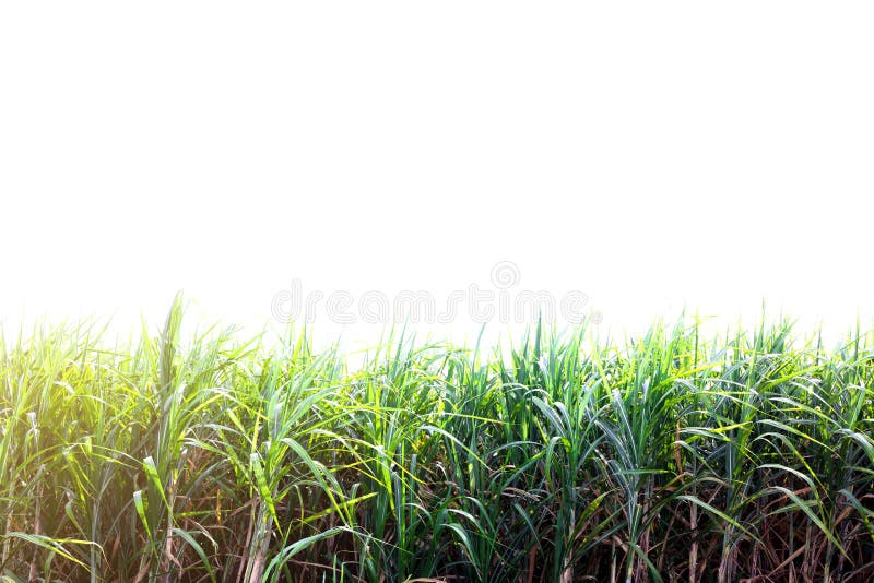 Sugar Cane Plants in Growth at Field. Stock Image - Image of ...