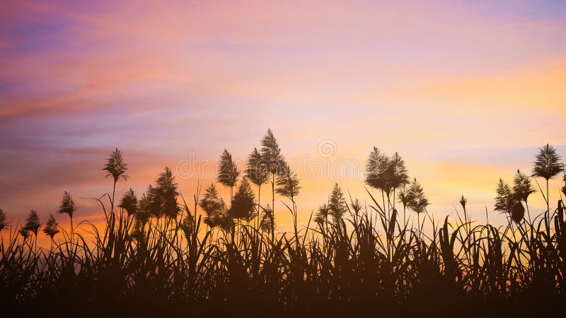 Sugar Cane Plantation Sunset Stock Image - Image of environment ...