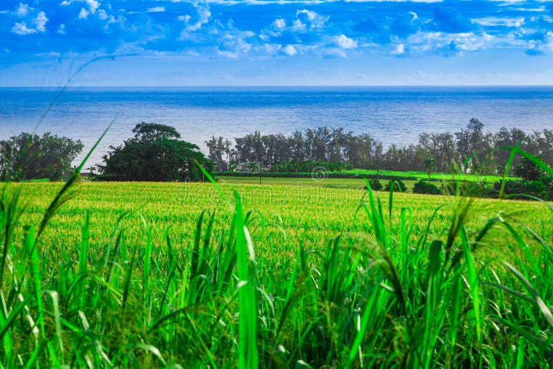 Sugar Cane Fields in Hawaii Stock Image - Image of fields, hill: 79020437