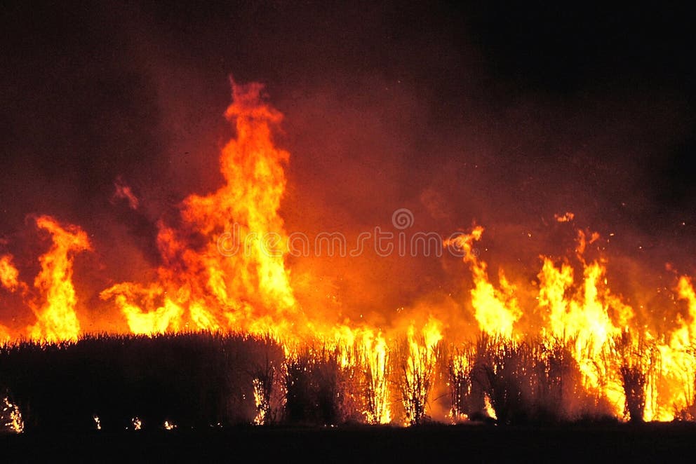 Sugar cane fire stock photo. Image of harvest, farm, crush - 81896