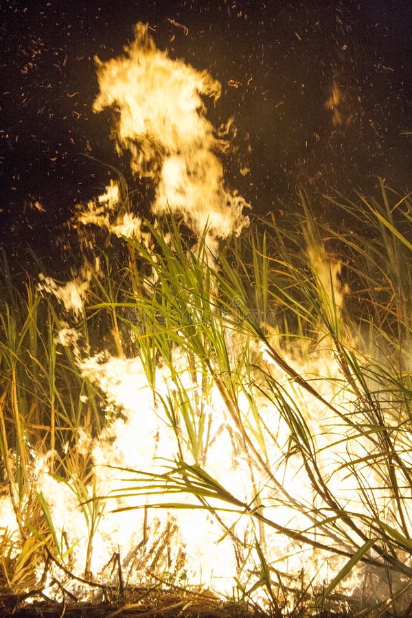 Sugar cane fire stock image. Image of campfire, conflagration - 104635815