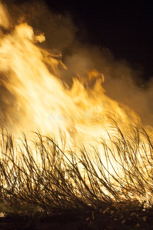 Sugar cane fire stock photo. Image of brazil, element - 104635852
