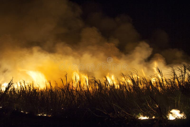 Sugar cane fire stock photo. Image of fierce, fire, harvest - 104635992