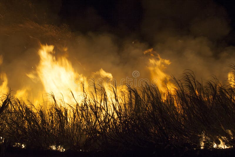 Sugar cane fire stock photo. Image of accident, grass - 104635926