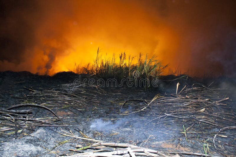 Sugar cane fire stock photo. Image of combustion, bonfire - 104636786