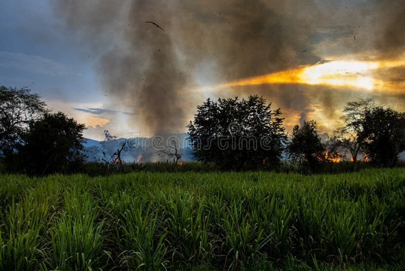 Sugar Cane Fire Burning in Field at Valle Del Cauca in Colombia Stock ...