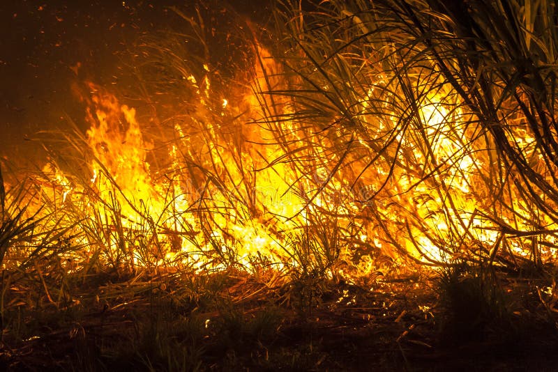 Sugar Cane Fire at Night on the Farm Stock Photo - Image of devouring ...