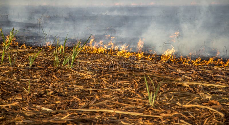 Sugar cane Fire plantation stock image. Image of agriculture - 122472499