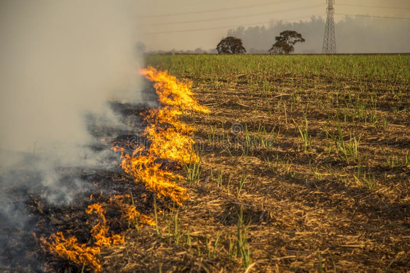 Sugar cane Fire plantation stock photo. Image of sugar - 122472720