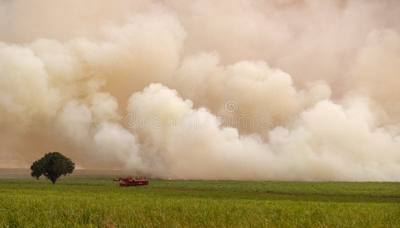 Sugar Cane Fire Plantation Smoke Stock Photo - Image of flame, plant ...