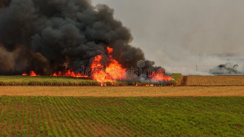 Sugar Cane Fire Plantation Smoke Stock Photo - Image of cane, sunset ...