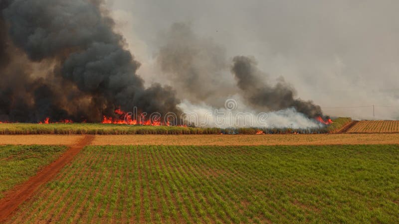 Sugar Cane Fire Plantation Smoke Stock Image - Image of flame, flames ...