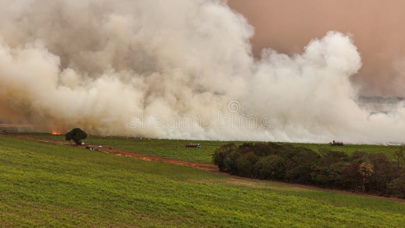 Sugar Cane Fire Plantation Smoke Stock Photo - Image of cane, pollution ...