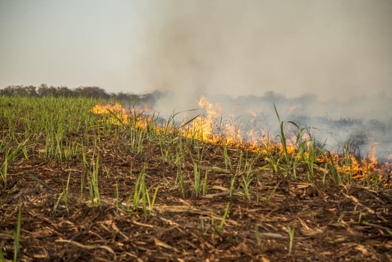 Sugar cane Fire plantation stock photo. Image of danger - 122472616