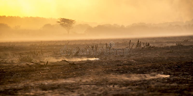 Sugar cane Fire plantation stock image. Image of cane - 122472761