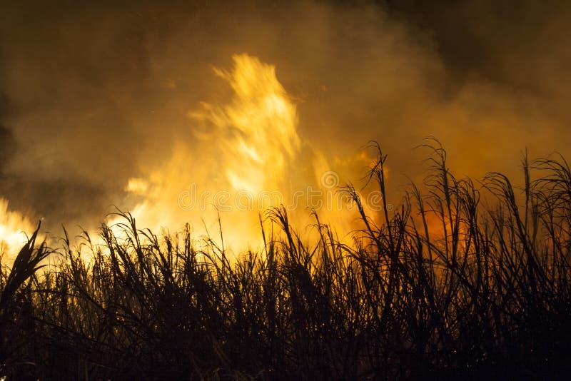 Sugar cane fire stock photo. Image of fuel, field, biofuel - 104635966