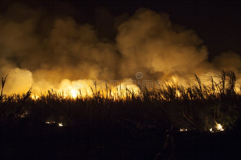 Sugar cane fire stock photo. Image of agribusiness, devouring - 104636096