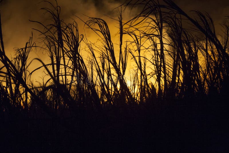 Sugar cane fire stock image. Image of biofuel, fierce - 104636235