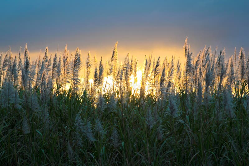 Sugar cane flower stock image. Image of agriculture, cane - 20716545