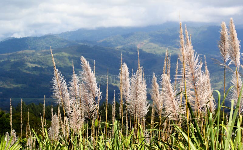 Sugar cane flower stock image. Image of plant, sugar - 49062679