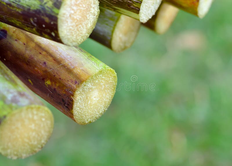 183 Inside Sugarcane Stock Photos - Free & Royalty-Free Stock Photos ...