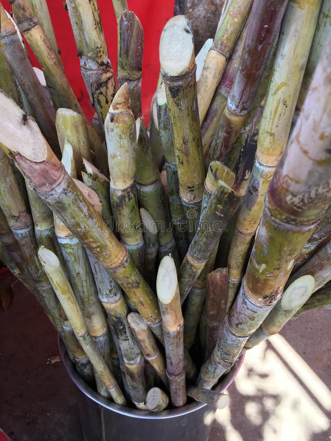 Sugar cane stock photo. Image of sale, ready, sweet, tropical - 89984262
