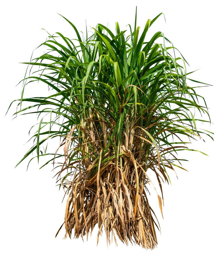 Sugar Cane Group White Background Stock Photo - Image of alcohol ...