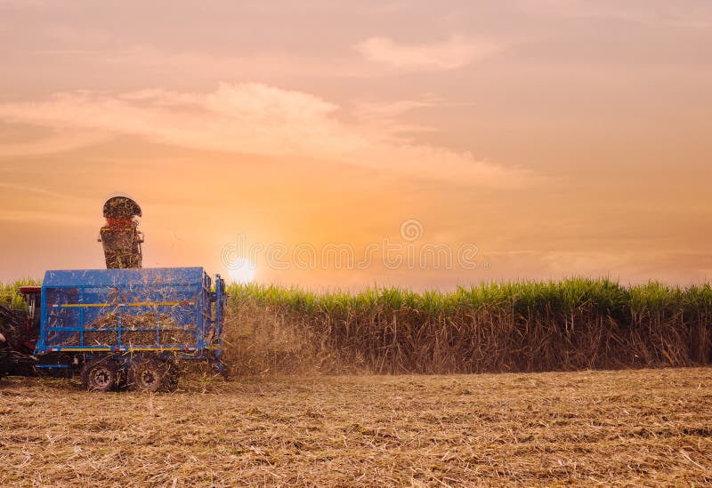 Sugar Cane Harvesting Machine Working Stock Photo - Image of australian ...