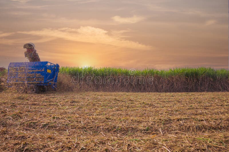 Sugar Cane Harvesting Machine Working Stock Image - Image of australia ...
