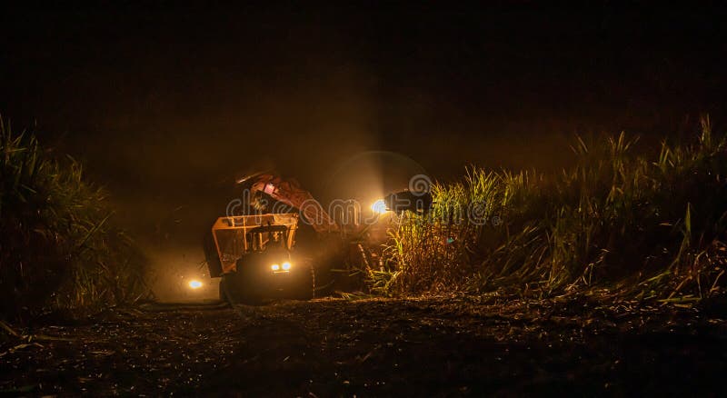 Sugar Cane Hasvest Plantation Night Stock Photo - Image of cellulose ...