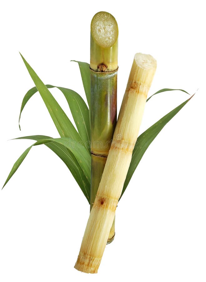 234 Single Object Sugar Cane Isolated White Background Stock Photos ...