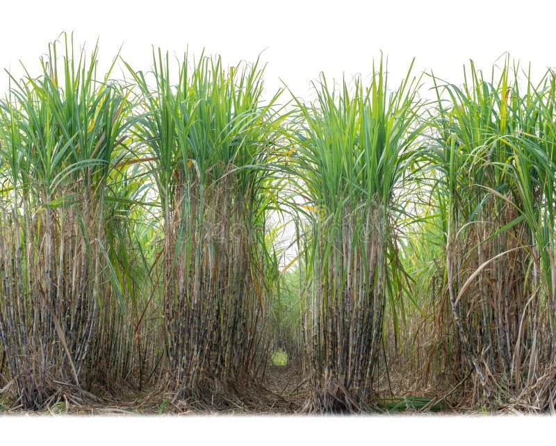 Sugar Cane Isolated on White Background and Cliping Path Stock Photo ...