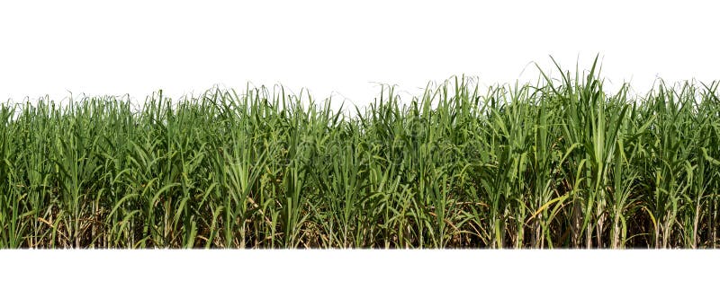 Sugar Cane Isolated on White Background and Cliping Path Stock Photo ...