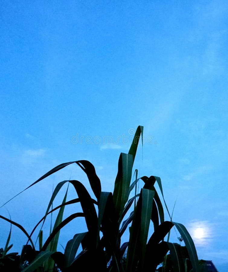 Sugar Cane Leaves Against a Blue Sky Background Stock Image - Image of ...