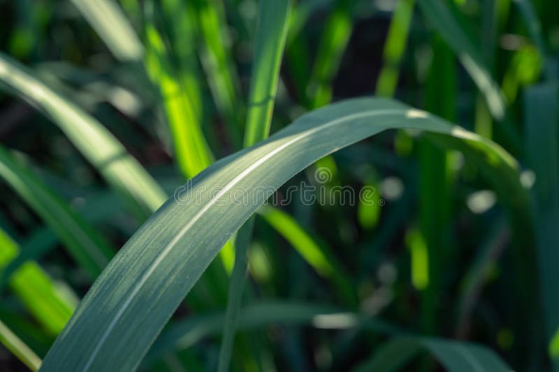 Sugar Cane Leaves Fresh Green Close-up Stock Photo - Image of nature ...