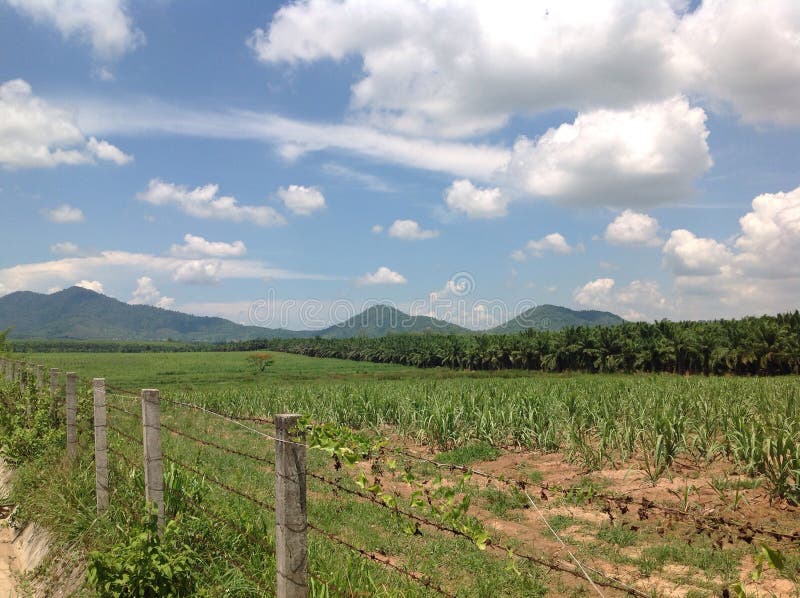 Sugar Cane and Palm Tree Field Stock Photo - Image of cloud, mountain ...