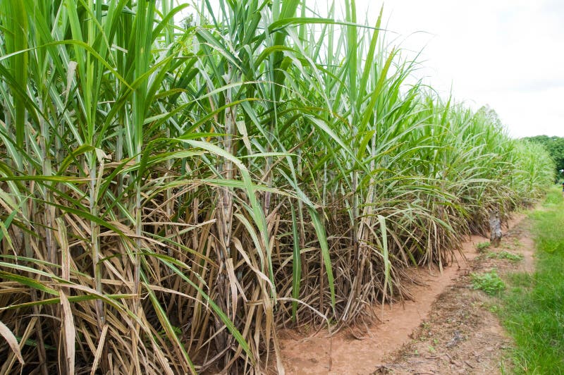 Sugar cane plantation stock photo. Image of agriculture - 29279334