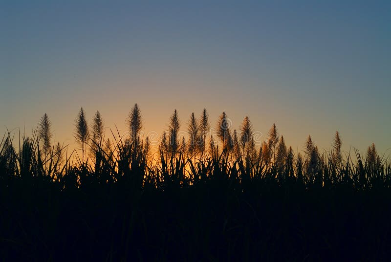 Sugar cane plantation stock photo. Image of cane, plantation - 904020